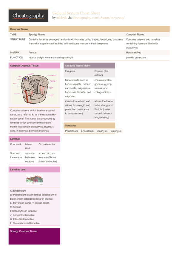Skeletal System Cheat Sheet by ashleyk - Download free from ...