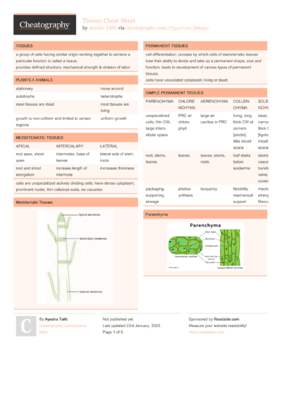 Skeletal Connective Tissue Pptx D Talib Muhadharaty 8166