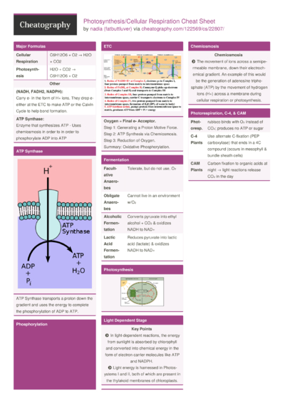 AP Biology Unit 3: Energy and Metabolism Cheat Sheet by hlewsey ...